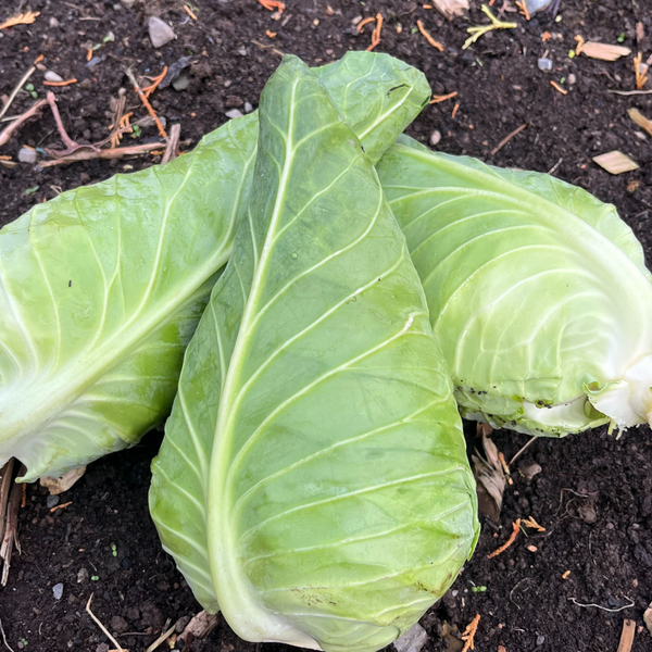 Cabbage Wheelers Imperial 500 Seeds – Meldon Seeds