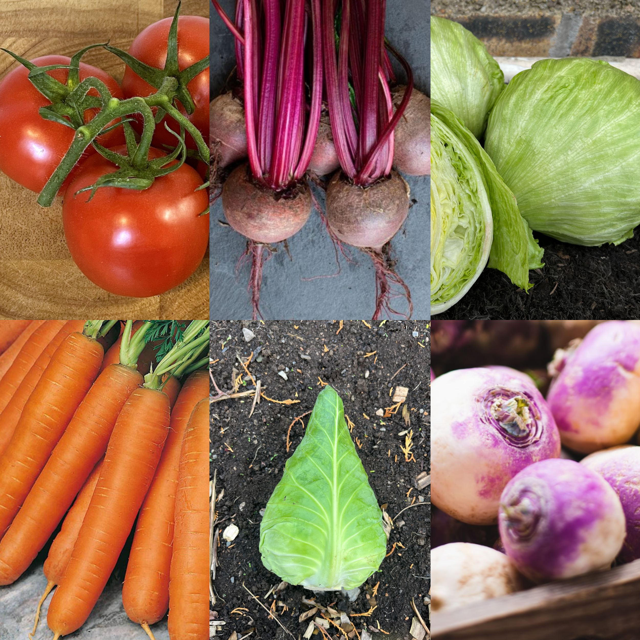 Vegetables Garden Starter Collection. 6 Easy to Grow Vegetable Varieti ...